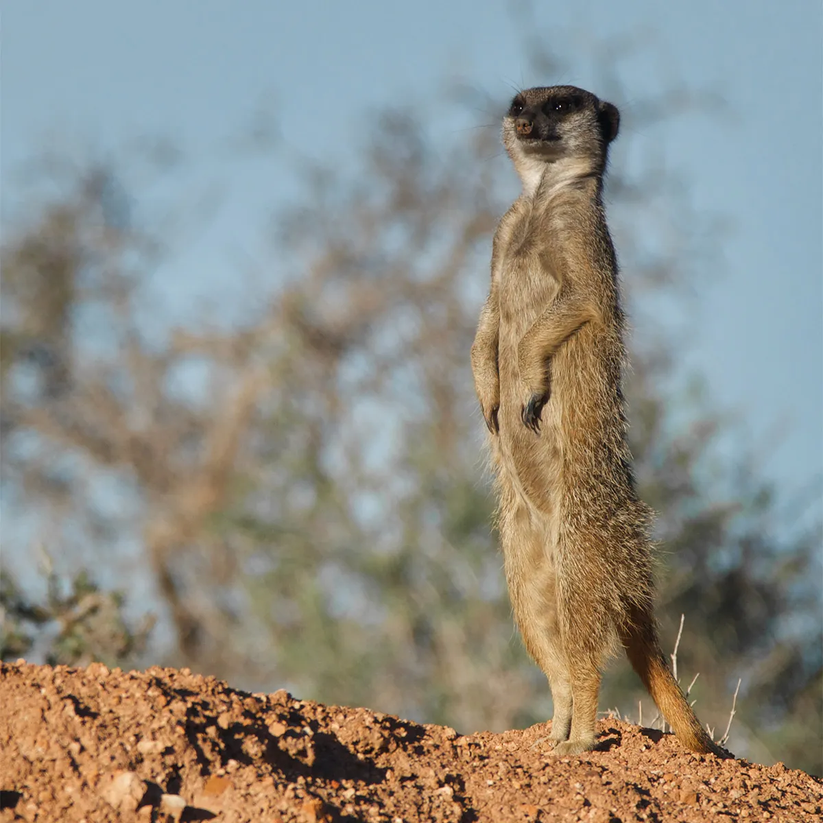 Elephant Experiences